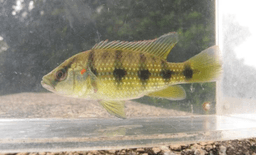 Mira fish | Mira Fish Aquatics